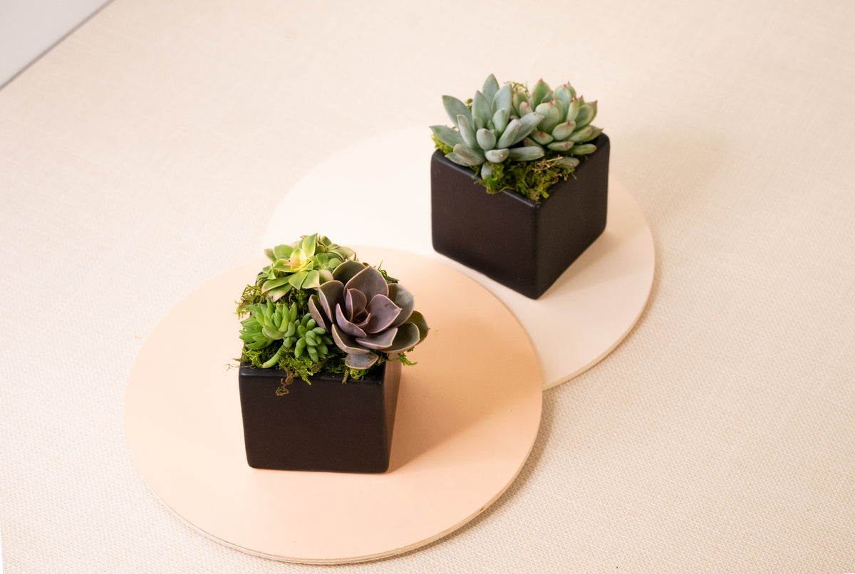 Succulent Arrangement in Black Cube Ceramic Planter – Succulent Friends Co.
